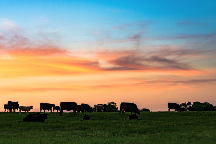 22 Ways To See Things Differently – Nicholas Bate – Michael Sampson